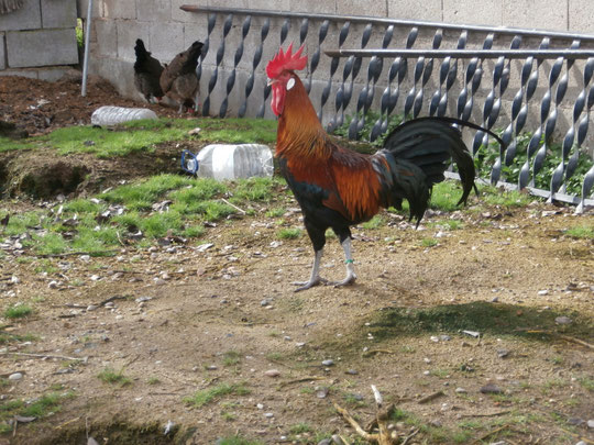 Inicio - Página web de gallinasandaluzasvictoriano