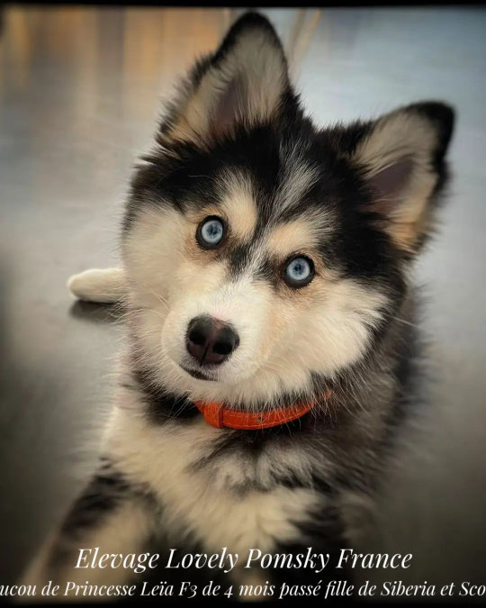 PREMIER ELEVAGE DE POMSKY FAMILIAL EN FRANCE - ELEVAGE LOVELY POMSKY FRANCE