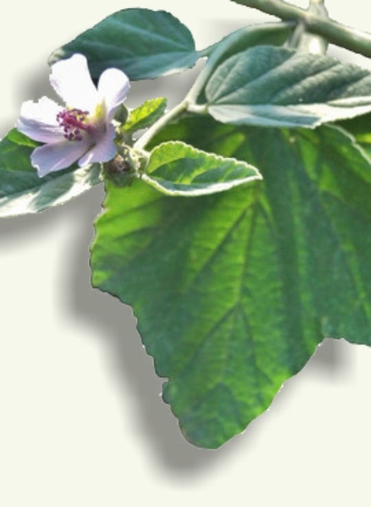 Malvavisco. Propiedades - Farmacognosia. Plantas medicinales