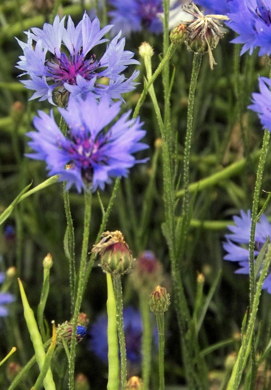 Aciano - Farmacognosia. Plantas medicinales