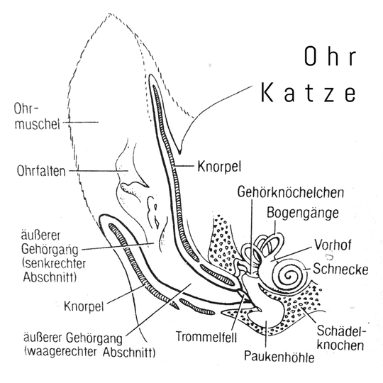 Das Rasse-Merkmal der Scottish Fold Katze ist eine Krankheit ...
