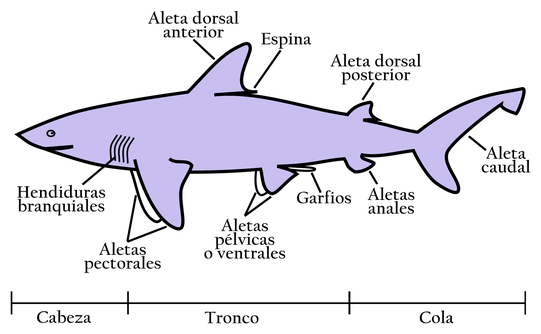 Anatomía Externa Del Tiburón Anatomía De Los Tiburones
