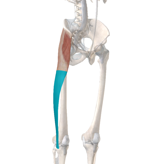 Syndrome de la bandelette ilio-tibiale - PRO-TMS