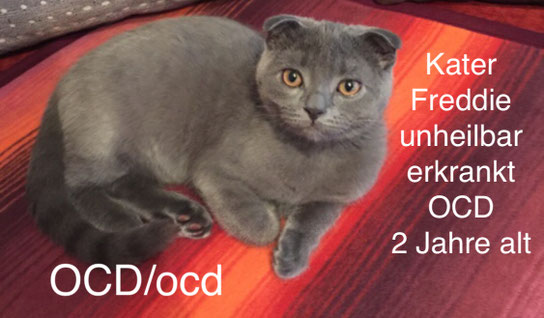 Scottish Fold Katzen leiden an Osteochondrodysplasie - Katzengenetik ...