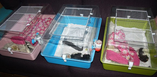 Operaties - Alles over tamme ratjes!