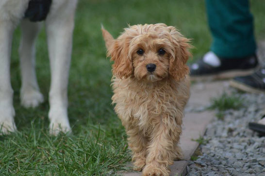 Cavapoo /Cavoodle - cavapoo-cavoodles Webseite!