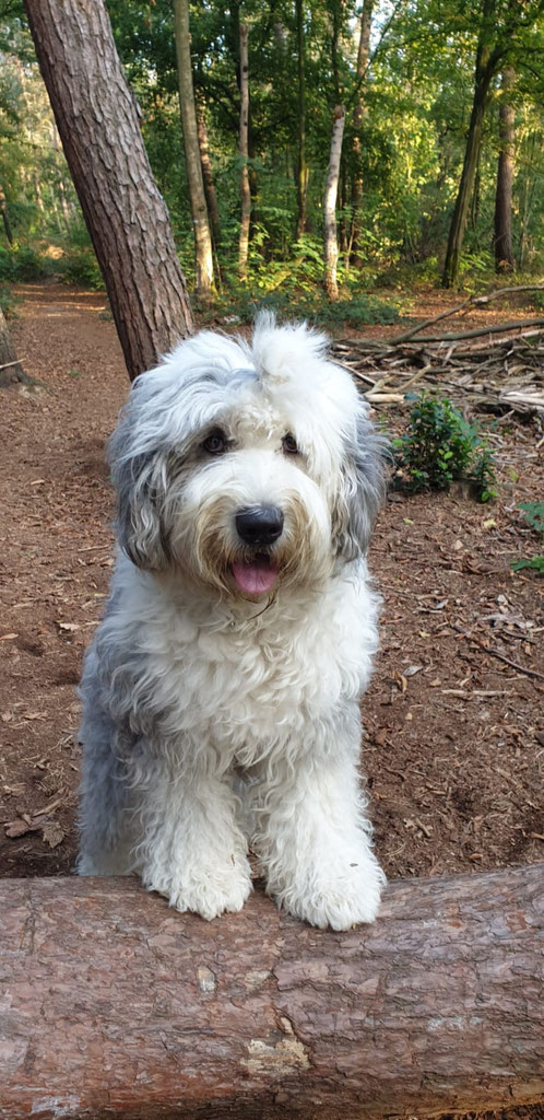 Unsere Bobtails - Bobtails aus dem Ruhrpott