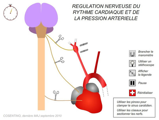 La boucle de régulation de la pression artérielle - Site de cours de ...