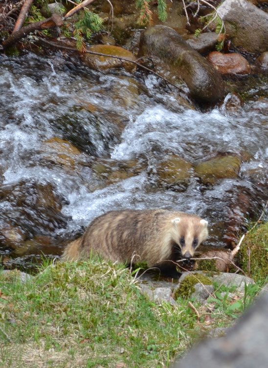 Species list - ogawaforestreserve ページ！