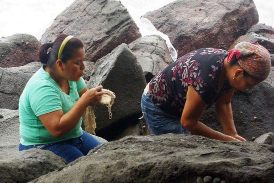 TYRIAN PURPLE FROM MUREX SEA SNAILS..... - - Boruca, indigenous of ...