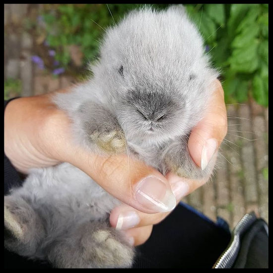 Teddy Dwerg Tuin - Kleinschalige hobbyfokker