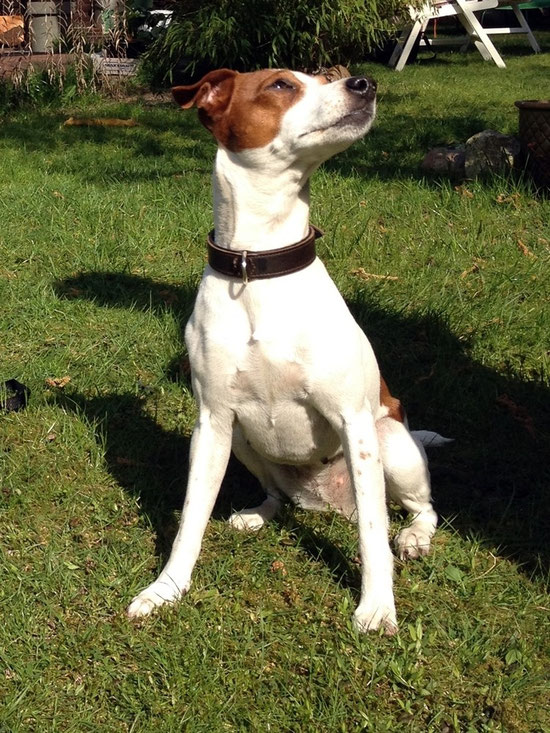 In Deutschland lebende Dansk/Svensk Gardhunde - dansk svensk gardhund ...