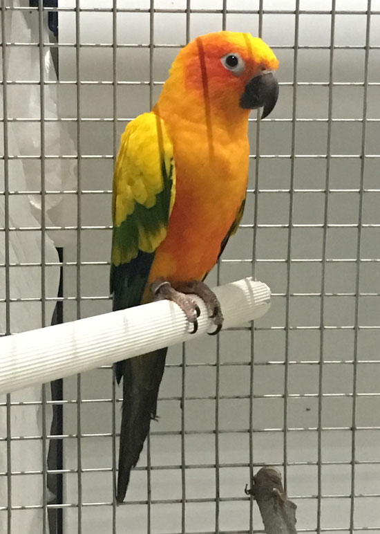 Conuro del Sole - Aratinga Solstitialis - Allevamento amatoriale ...