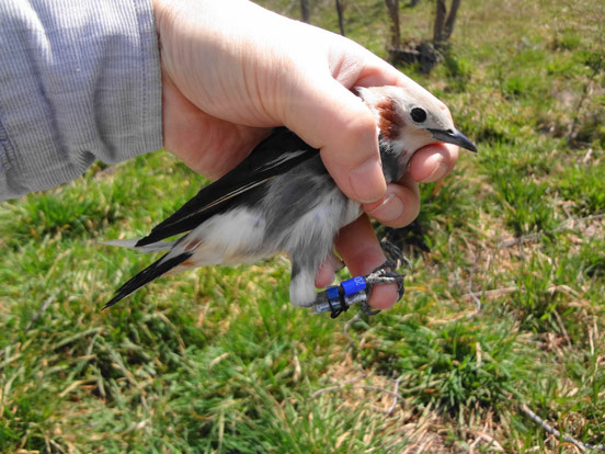 コムクドリの渡り生態 - agropsar-philippensis ページ！