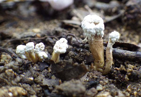 イサリア属の一種 - 和田匠平の楽しいきのこワールド！