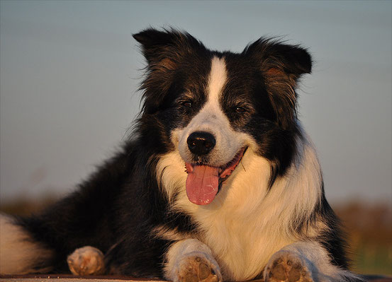 MultiCH Borderline Country Tornado - michis-dogss Jimdo-Page!