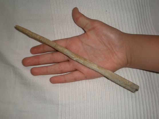 Coleoidea (Belemnites) - Ammonites. Guía de los cefalópodos fósiles.