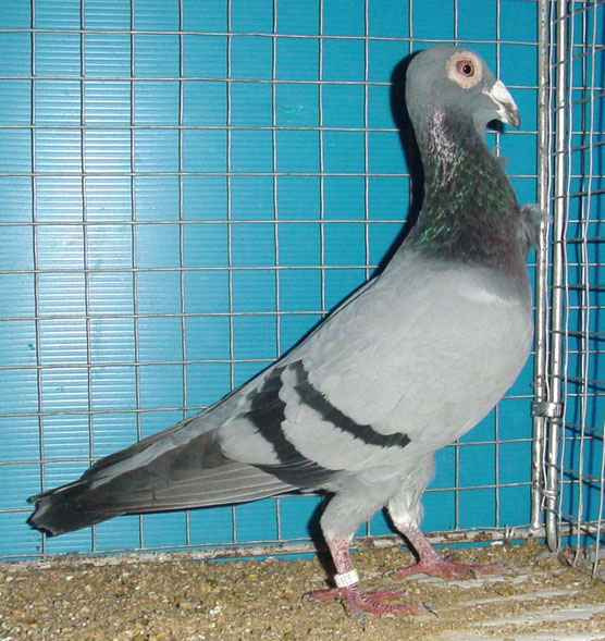 Les trois races de Bagadais élevées au club Français - Site Jimdo de ...