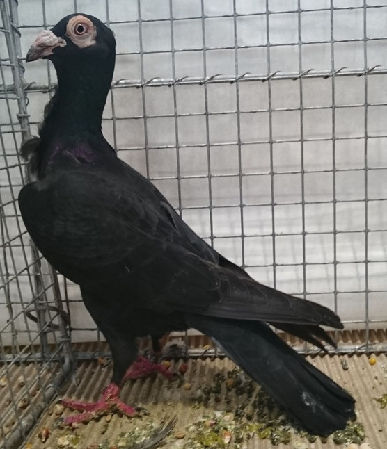 Les trois races de Bagadais élevées au club Français - Site Jimdo de ...