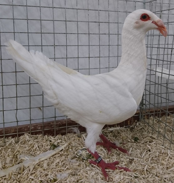 Les trois races de Bagadais élevées au club Français - Site Jimdo de ...