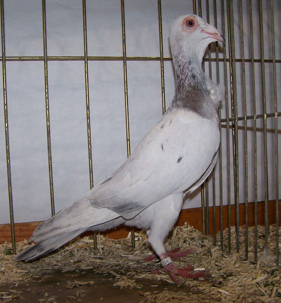 Les trois races de Bagadais élevées au club Français - Site Jimdo de ...