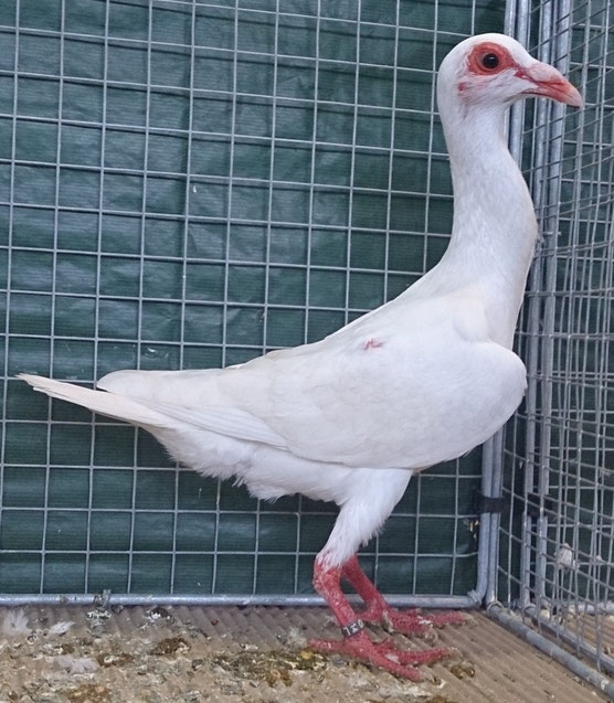 Les trois races de Bagadais élevées au club Français - Site Jimdo de ...