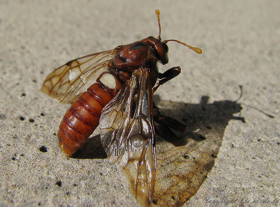 Un Ecdysozoaire - entomoLOGIC