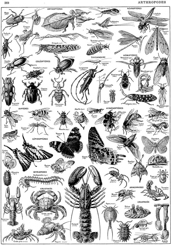 Un Euarthropode - entomoLOGIC