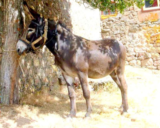 ¿Qué es el burro? Orígenes, razas, híbridos... - Página web de burrolandia
