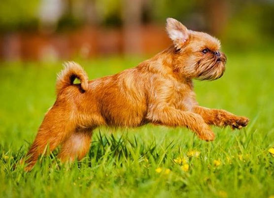 OUR DOGS - Сайт flarus!