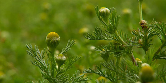 Les plantes du désert Maroc - Voyage désert Maroc