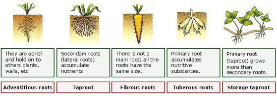 3.1. Organos vegetativos de las Espermatofitas - Bilingual Natural ...