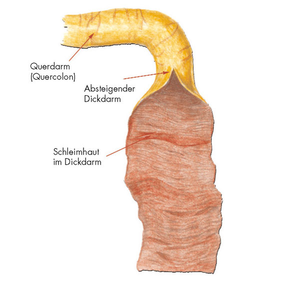 Zuzwil - Schaeferhund.ch