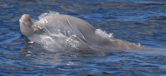 Cuvier-Schnabelwal - Gekko-Vision La Gomera Bilderwerkstatt