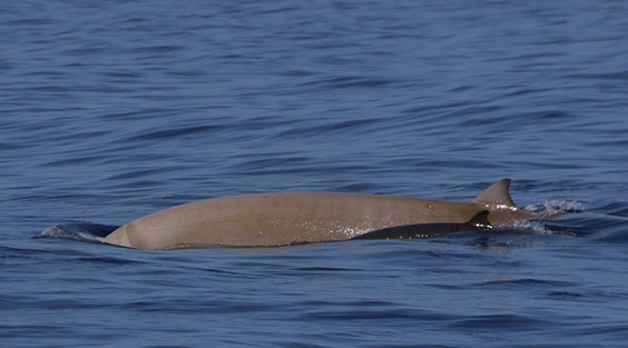 Cuvier-Schnabelwal - Gekko-Vision La Gomera Bilderwerkstatt