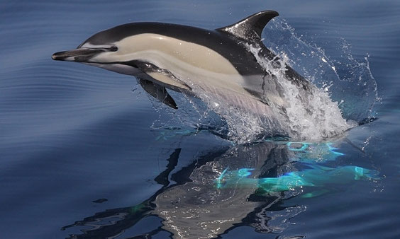 Gemeiner Delfin - Gekko-Vision La Gomera Bilderwerkstatt