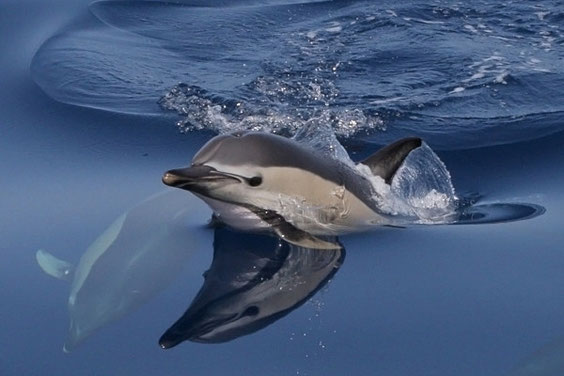 Gemeiner Delfin - Gekko-Vision La Gomera Bilderwerkstatt