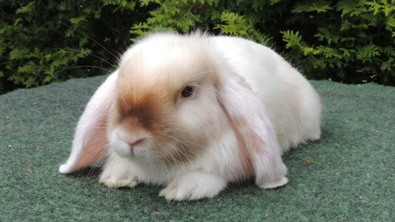 Meine Hasen - annikas-widderzwerge.jimdo.com