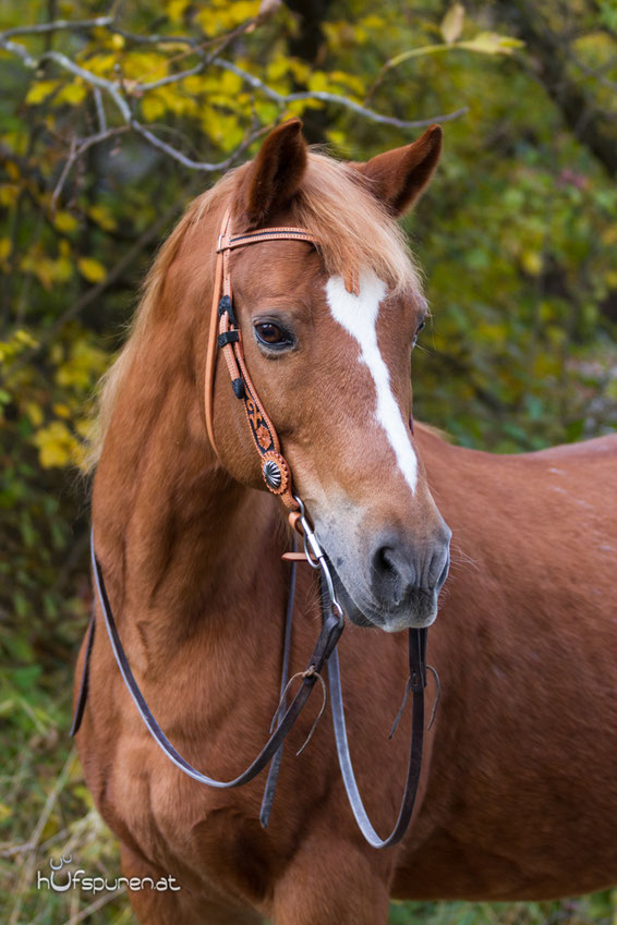 XXL Pferdegemälde: Westernpferd Collage - Hufspuren