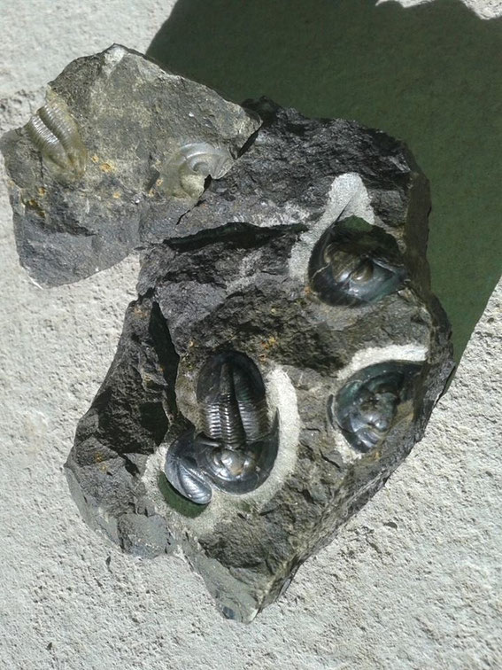 Trilobites - Trilobites de Marruecos - Moroccan trilobites