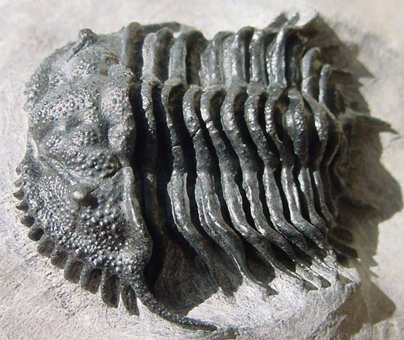 Trilobites - Trilobites de Marruecos - Moroccan trilobites
