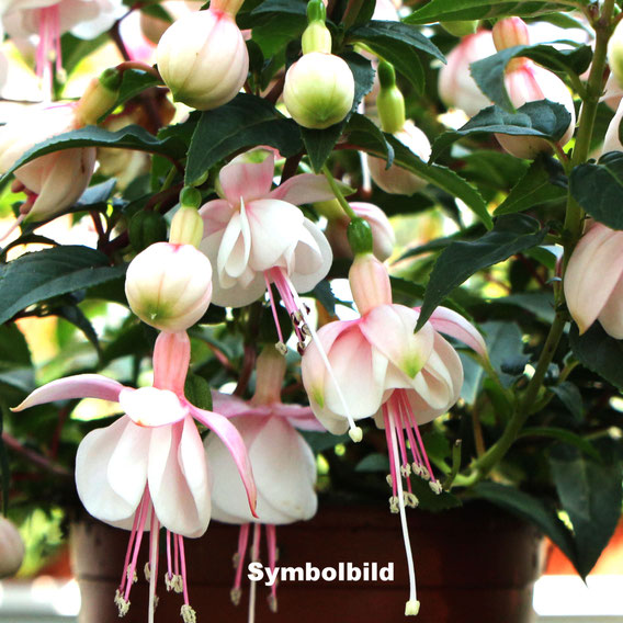 Beet- und Balkonpflanzen - Blumen Kneip