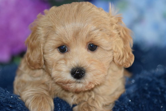 poo´s - maltipoos-aus-bayern