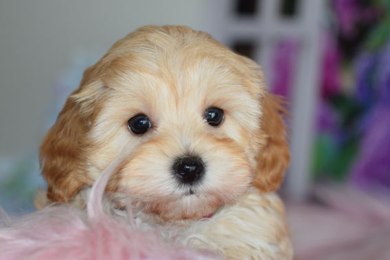 poo´s - maltipoos-aus-bayern