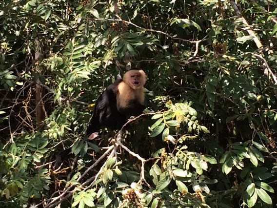 Tortuguero All inclusive 3D 2N - Arenal Volcano Costa Rica Tours Hotels ...