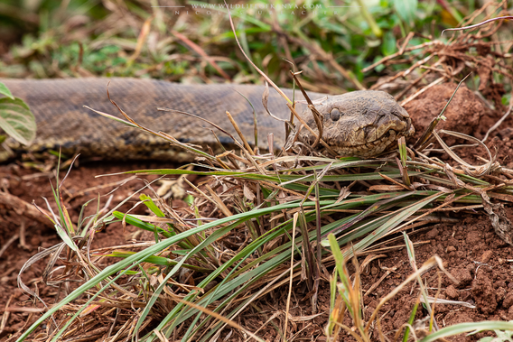 African Rock Python - wildlife of kenya by Nicolas Urlacher