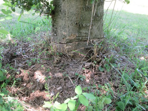 真夏｜P-25＆F-25 FCJ動画 - 角倉の電動フライトテクニック