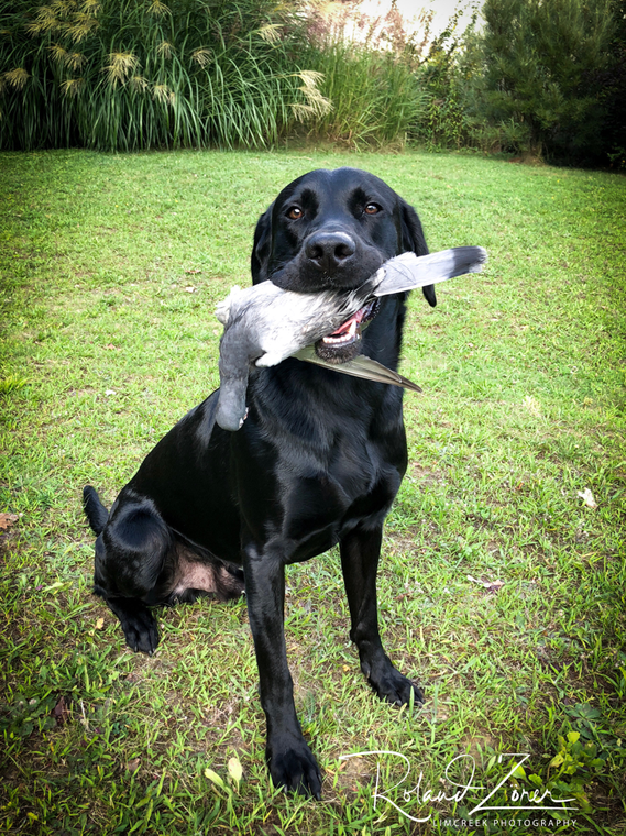 Starcreek Pathfinder of Limcreek - "Scout" *15.07.2016 - :: Labrador ...