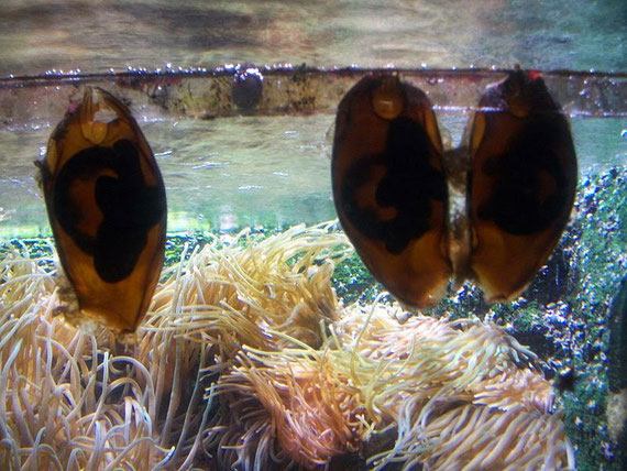 Haie und kleine Fische - natur-im-bilds Webseite!