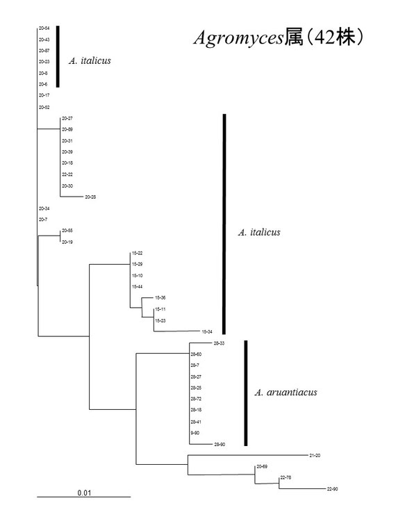 Agromyces属 - 沖縄微生物ライブラリー